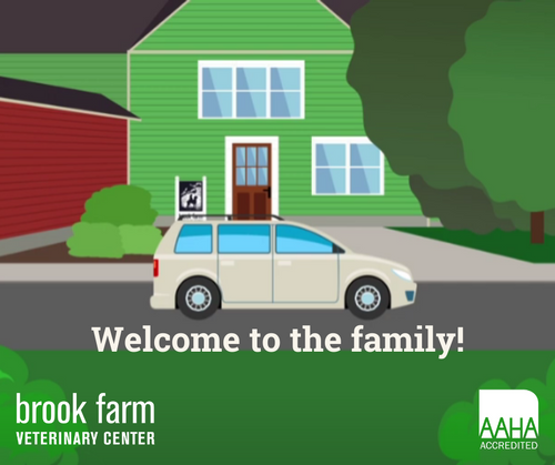 Veterinary Blog - Visit Our Patterson Veterinary Clinic