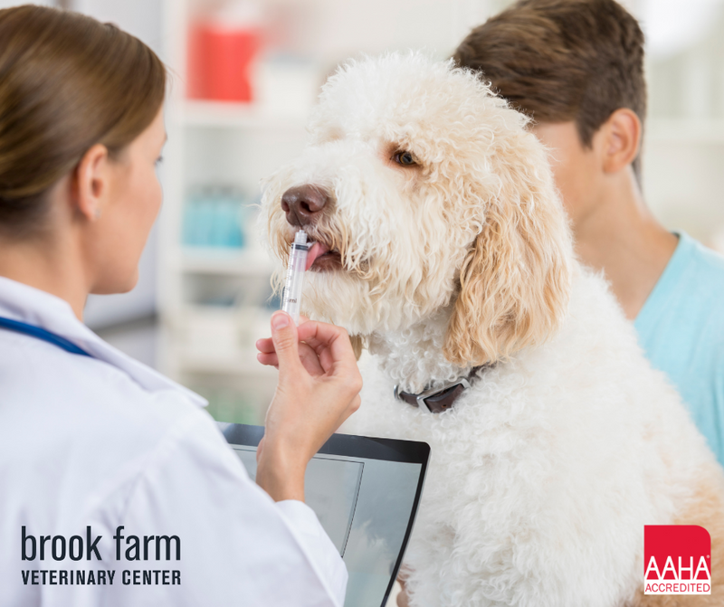 Veterinary Blog - Visit Our Patterson Veterinary Clinic