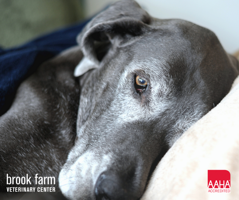 Veterinary Blog - Visit Our Patterson Veterinary Clinic