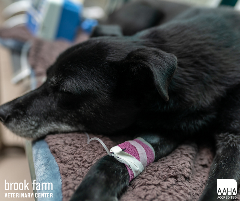 Veterinary Blog - Visit Our Patterson Veterinary Clinic