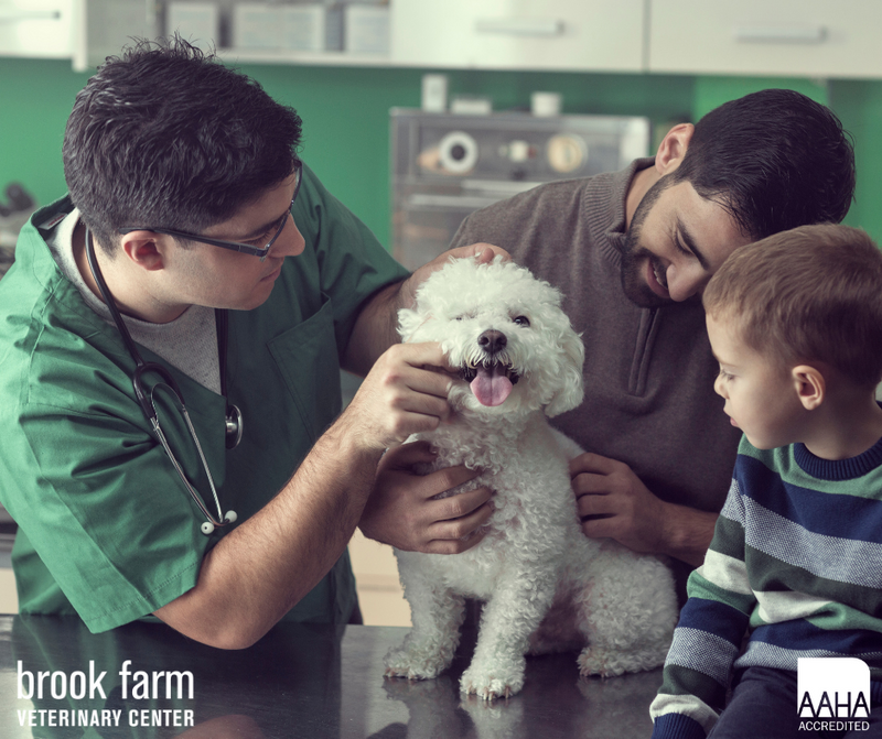 Veterinary Blog - Visit Our Patterson Veterinary Clinic