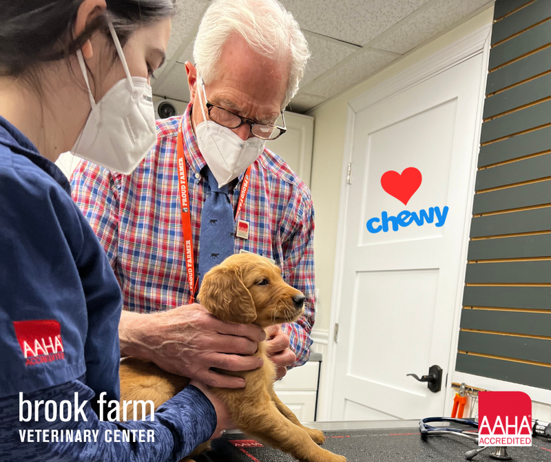 Veterinary Blog - Visit Our Patterson Veterinary Clinic