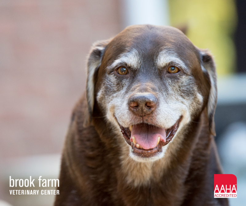 Veterinary Blog - Visit Our Patterson Veterinary Clinic