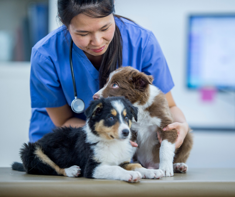 Veterinary Blog - Visit Our Patterson Veterinary Clinic