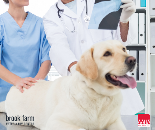 Veterinary Blog - Visit Our Patterson Veterinary Clinic