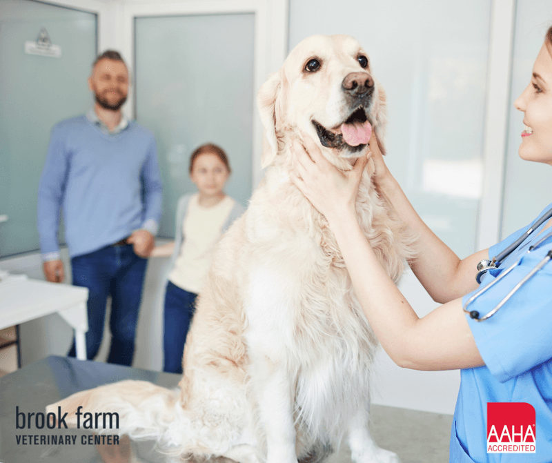 Veterinary Blog - Visit Our Patterson Veterinary Clinic