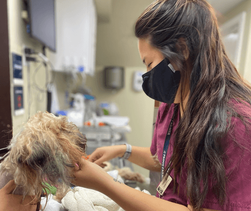Veterinary Blog - Visit Our Patterson Veterinary Clinic