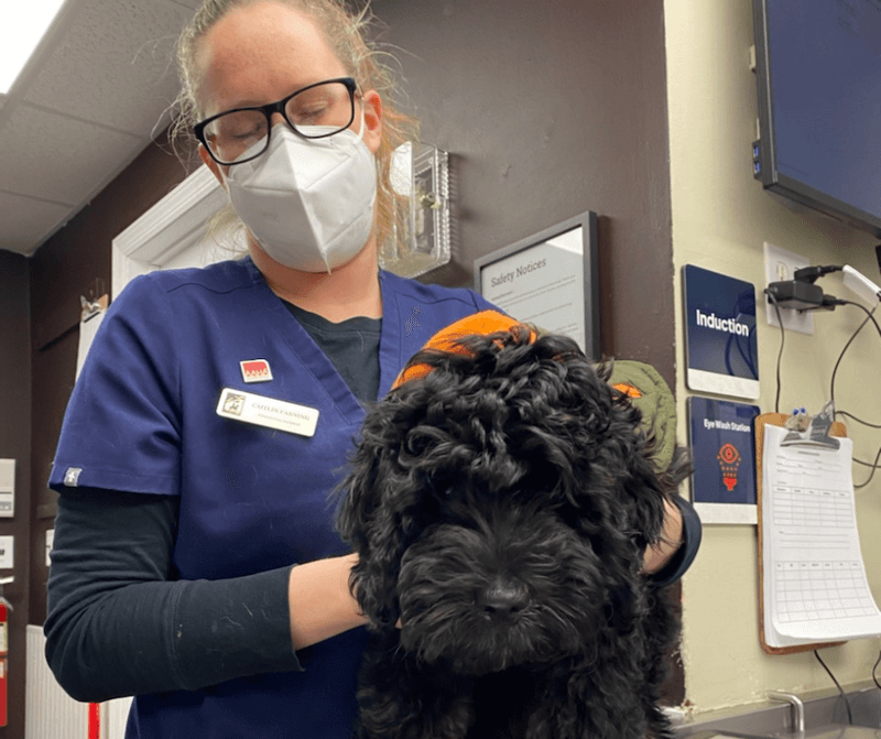 Veterinary Blog - Visit Our Patterson Veterinary Clinic