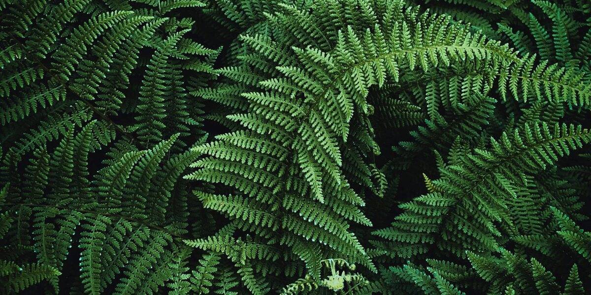 Report on Police management of fraud