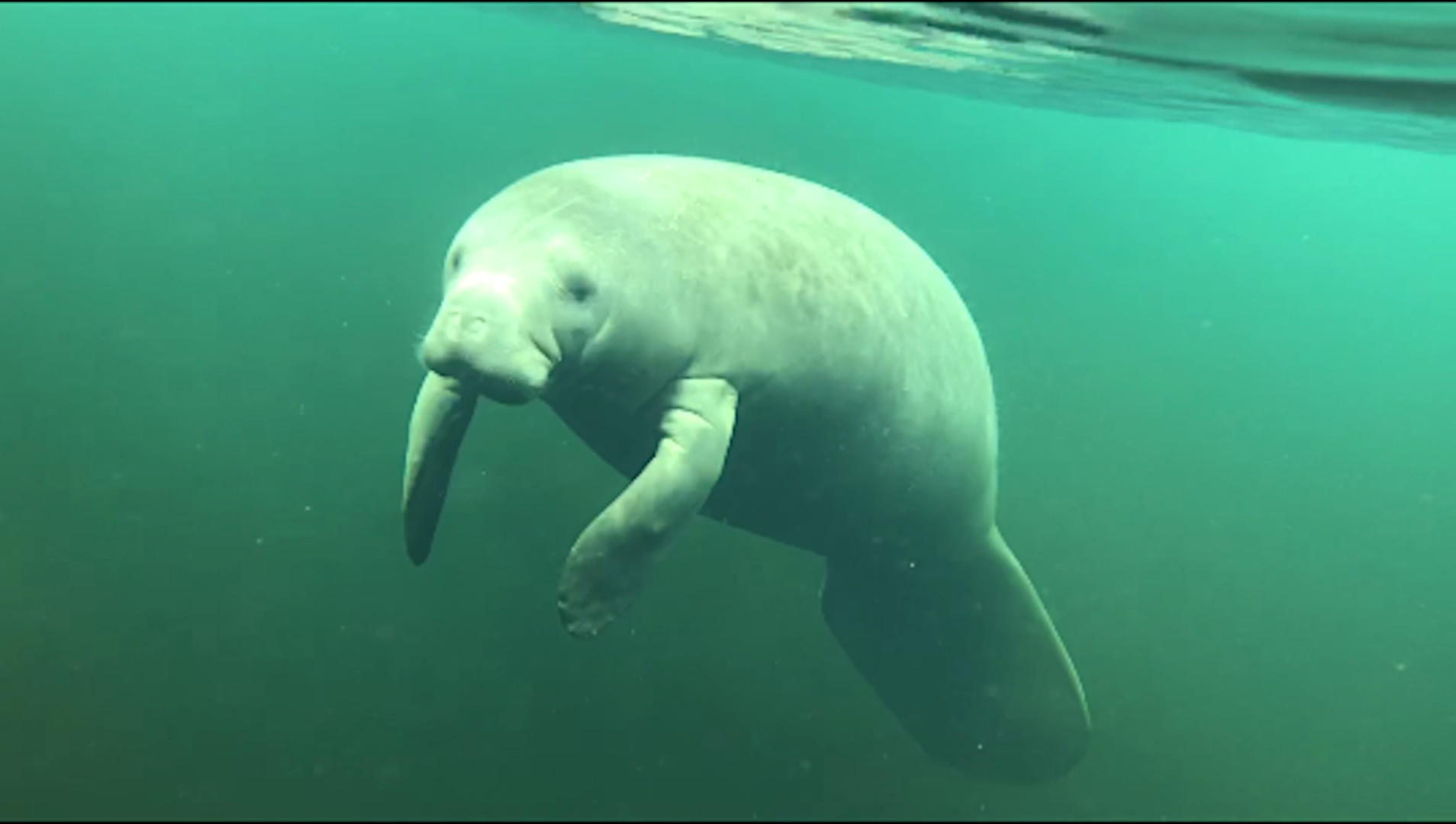 Florida Kayaking Tours & Adventures | Adventures in FL