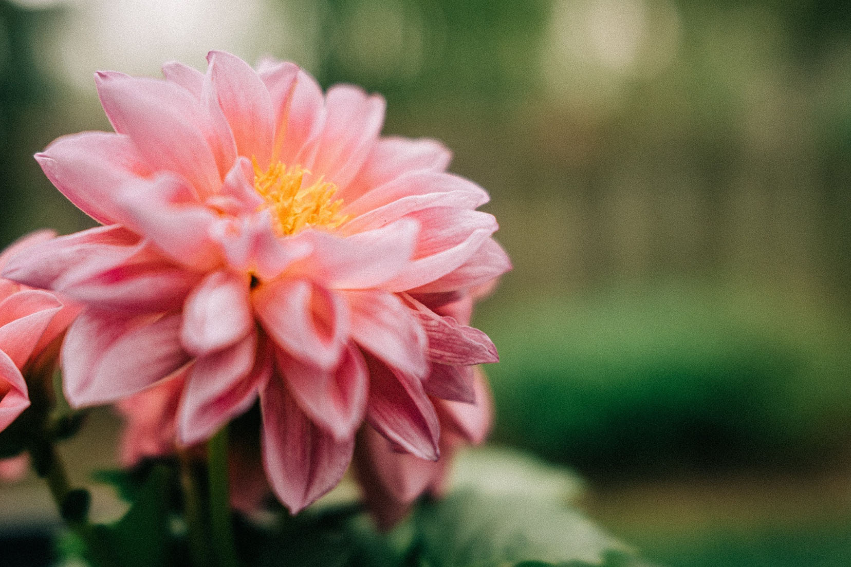 Molly's Shallow Flowers
