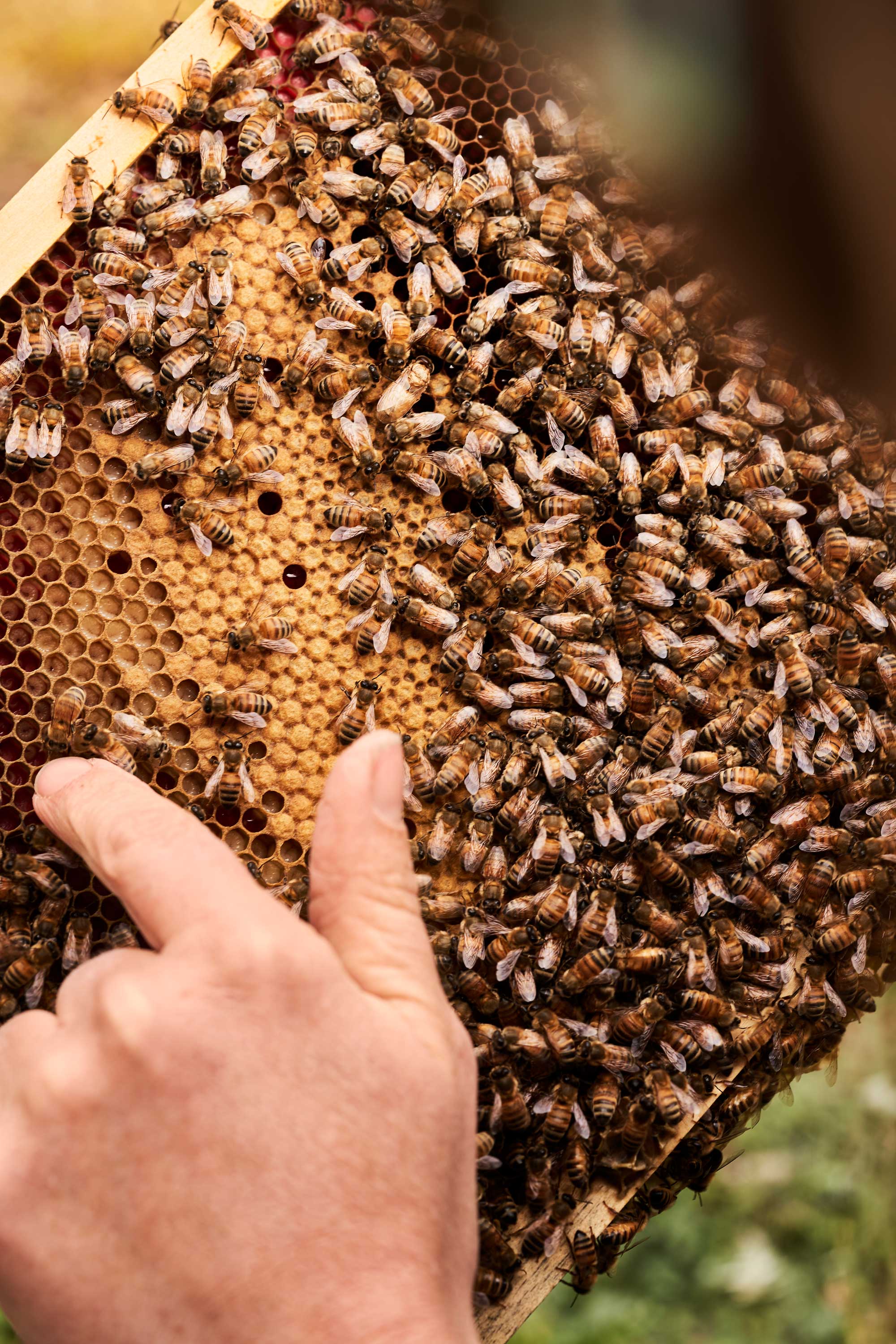 Hive talking | Stories in Bendigo Magazine