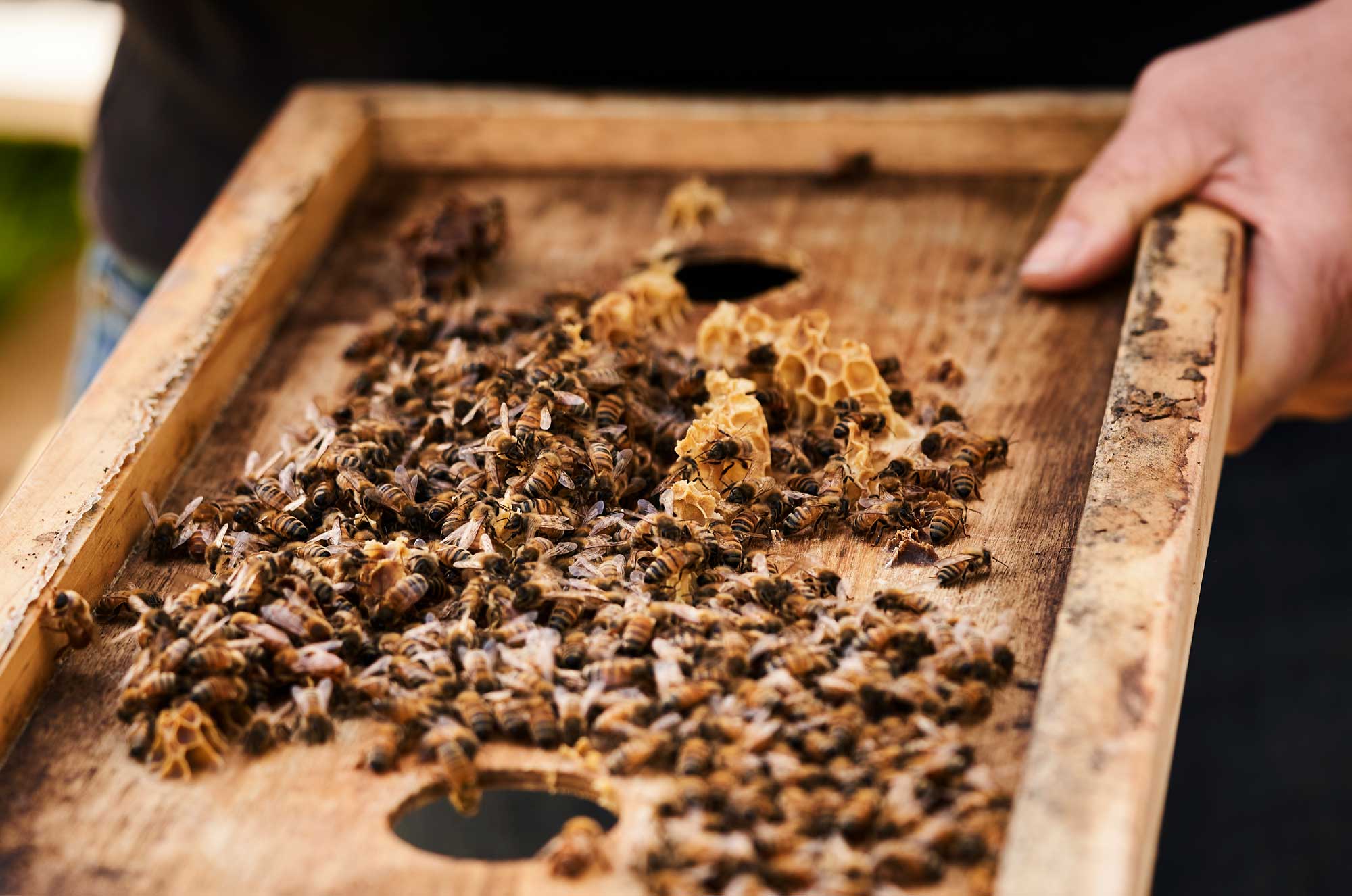 Hive talking | Stories in Bendigo Magazine