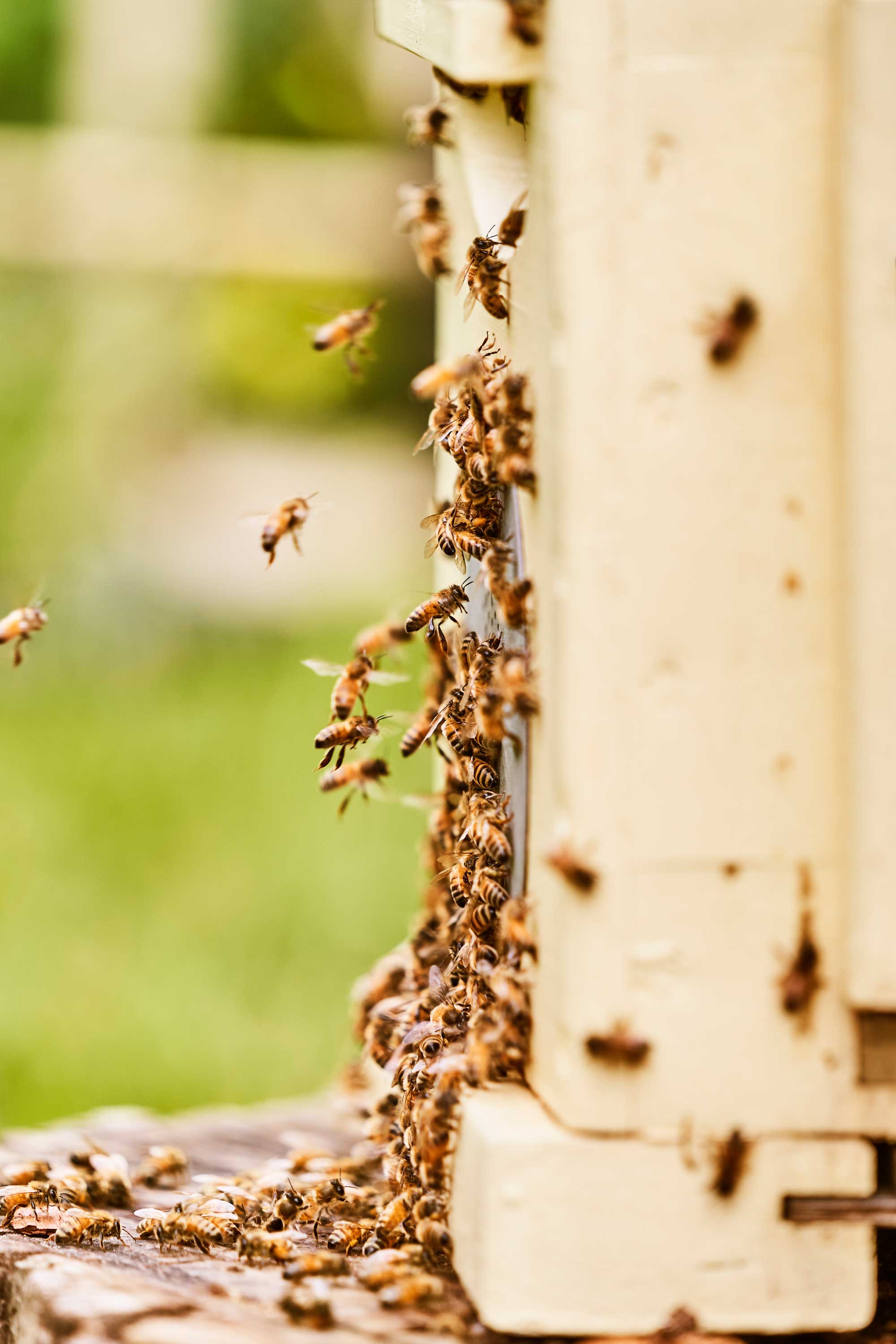 Hive talking | Stories in Bendigo Magazine