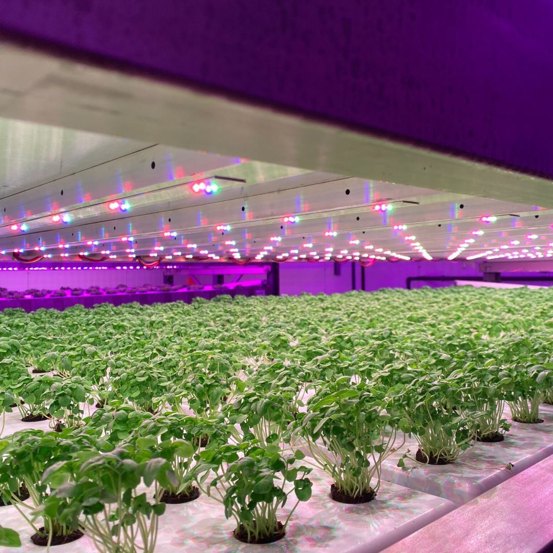 Intelligent Growth Solutions | Global Vertical Farming Technology