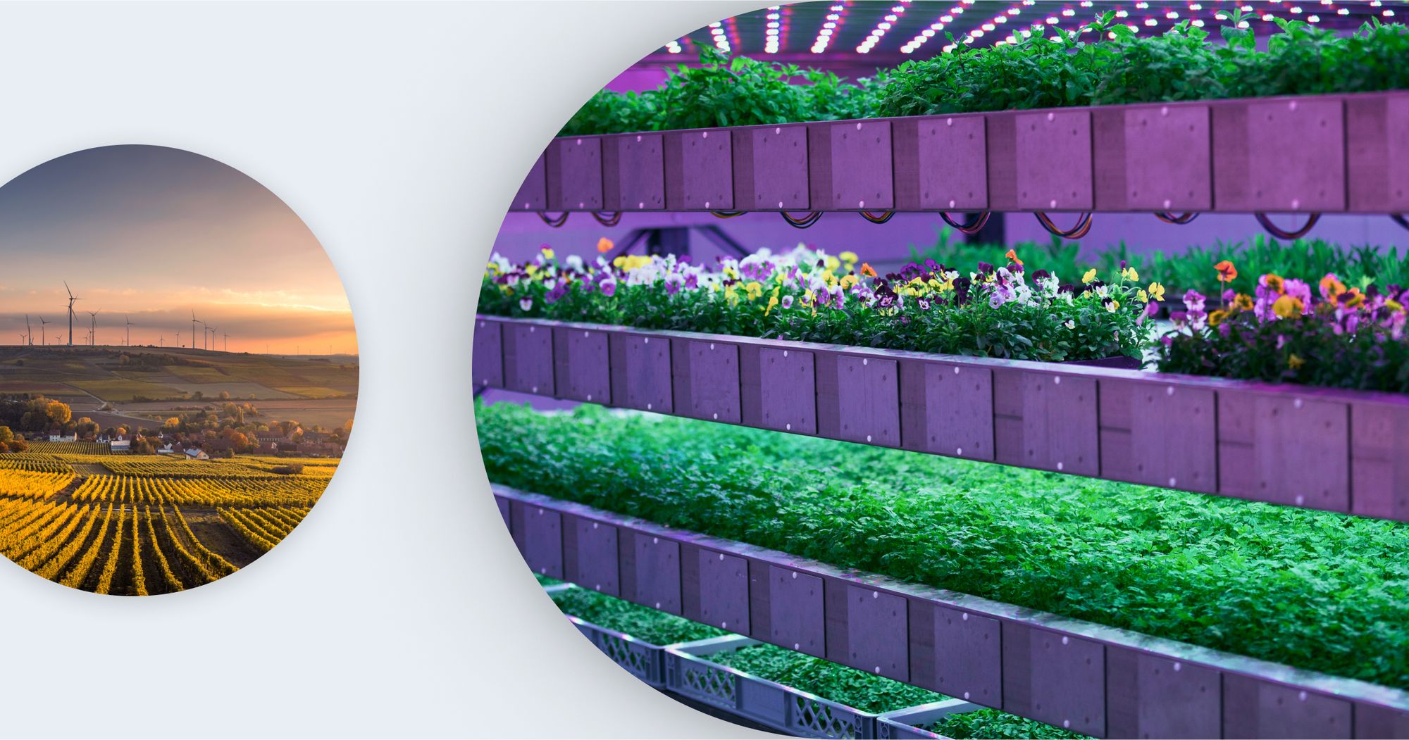 Sustainable Agriculture: Is Vertical Farming The Answer? | IGS