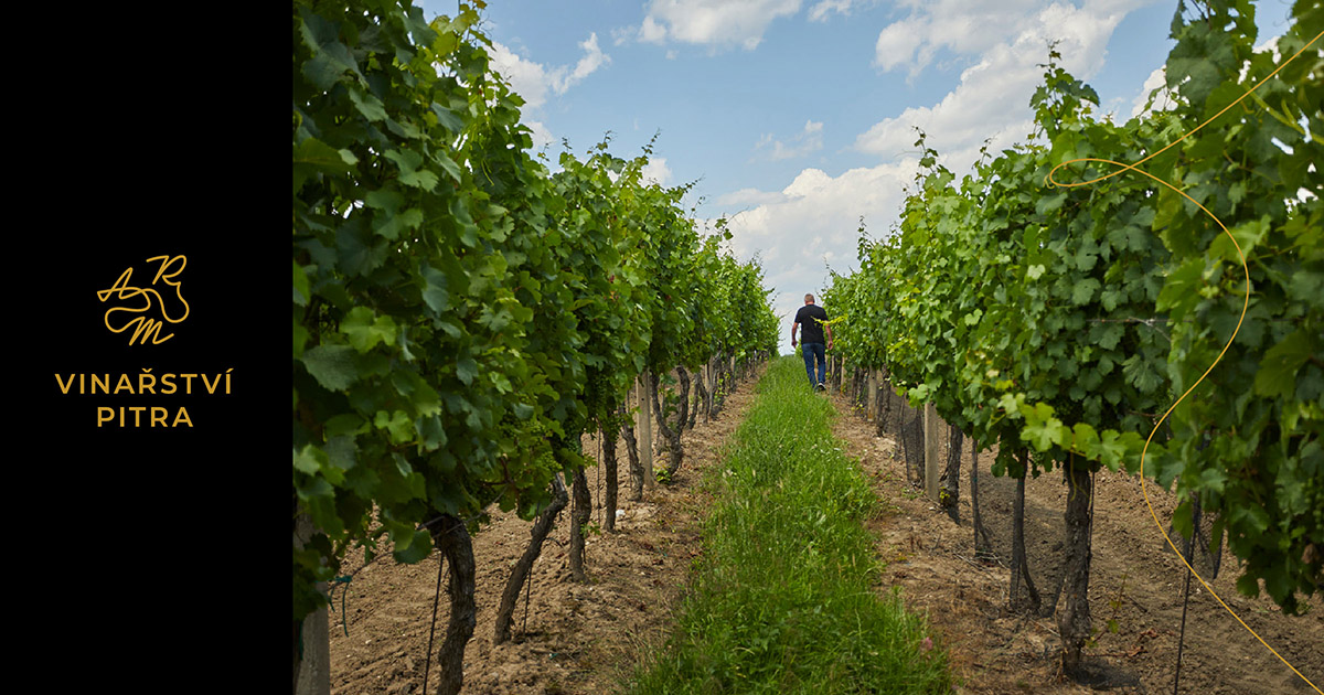 Rozhovor | Vinařství Pitra