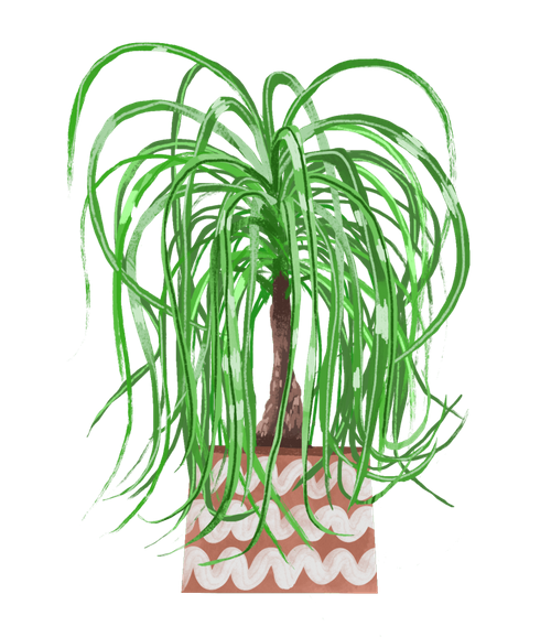 Ponytail Palm: Plant Care Guide
