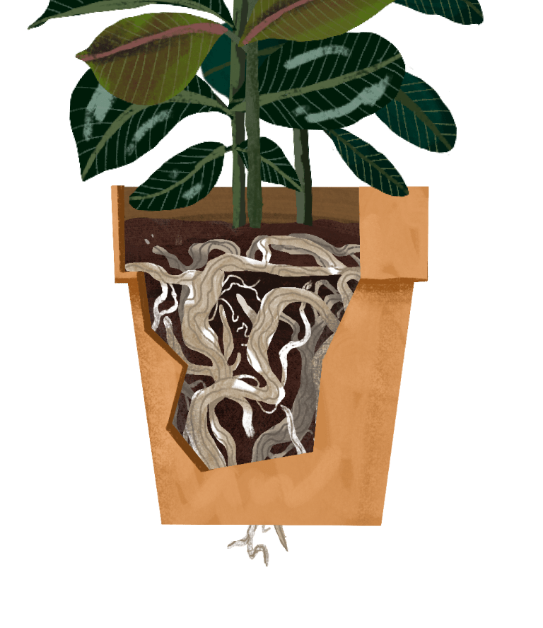 Rubber Tree: Plant Care Guide