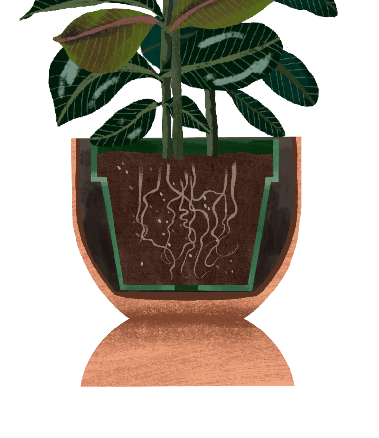 Rubber Tree: Plant Care Guide