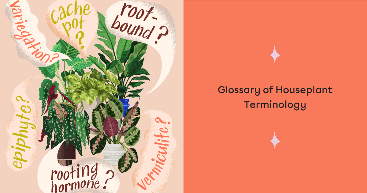 Glossary of Houseplant Terminology