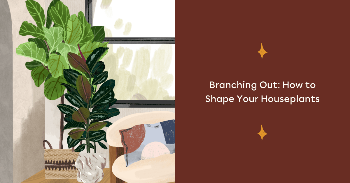 Branching Out: How to Shape Your Houseplants