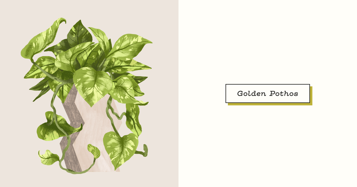 Golden Pothos: Plant Care Guide