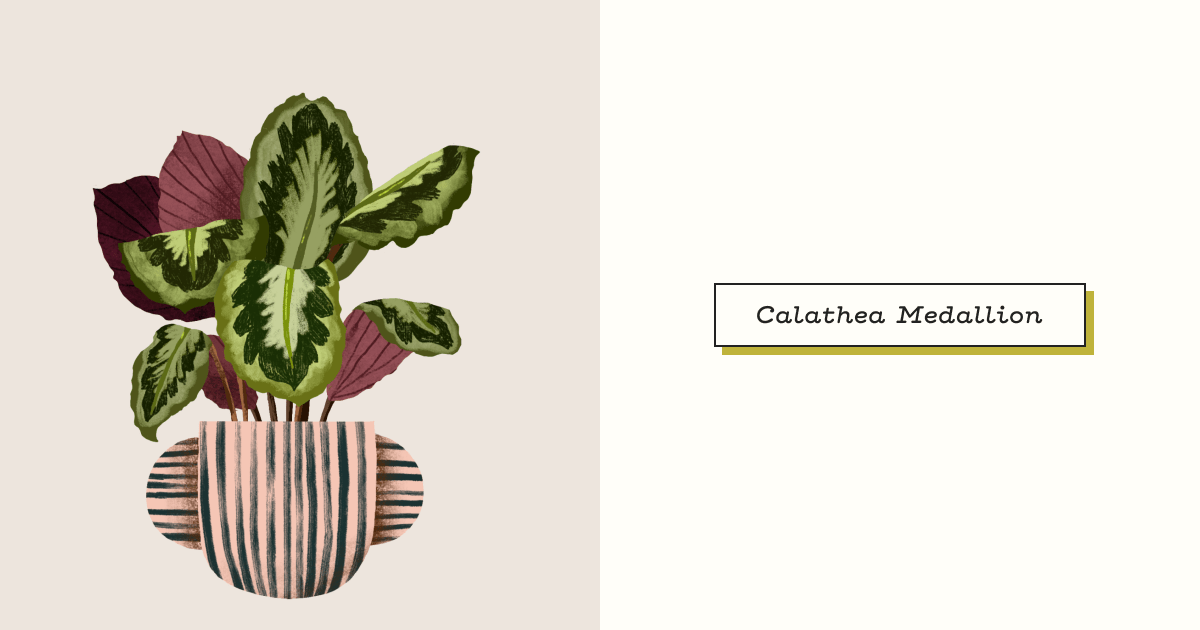 Calathea Medallion: Plant Care Guide