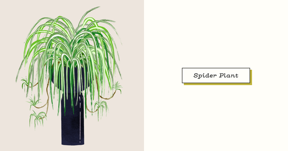 Spider Plant: Plant Care Guide