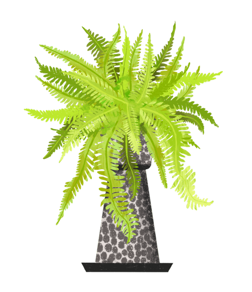 Boston Fern: Plant Care Guide