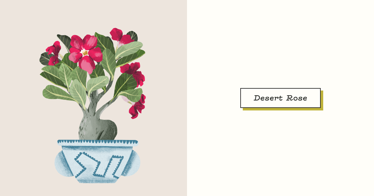 Desert Rose: Plant Care Guide