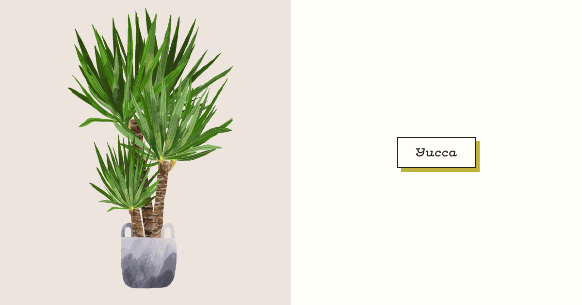 Yucca: Plant Care Guide