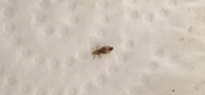 Where Do Lice Come From? | LiceDoctors