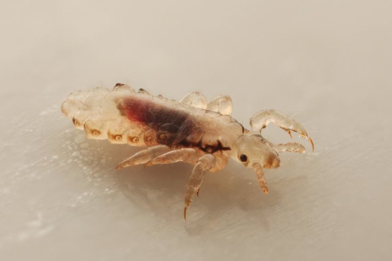 Where Do Lice Come From? | LiceDoctors