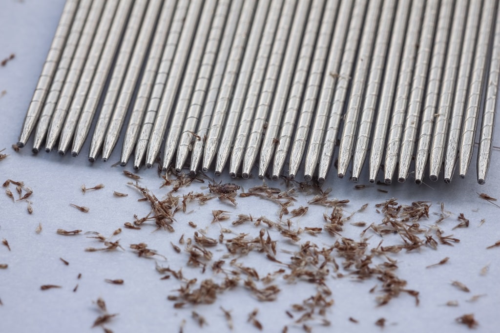 Frequently Asked Questions About Head Lice | LiceDoctors