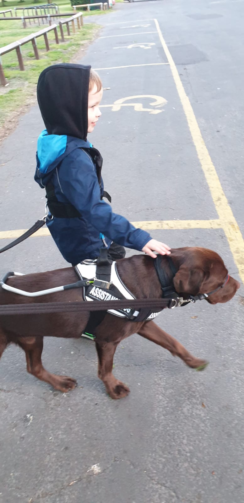 Dog's special skills | Autism Dogs CIC