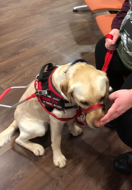 Dog's special skills | Autism Dogs CIC