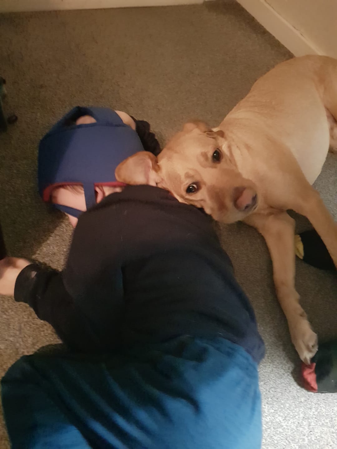 Dog's special skills | Autism Dogs CIC