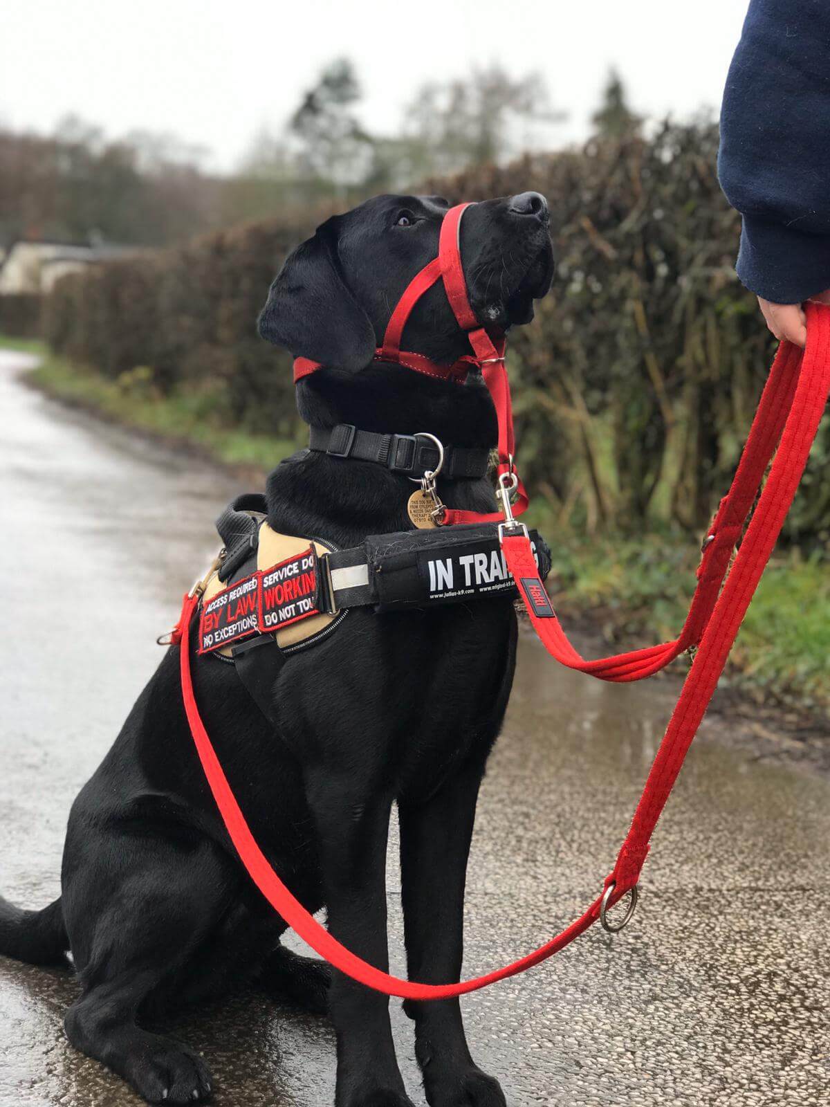 Why choose us? | Autism Dogs CIC