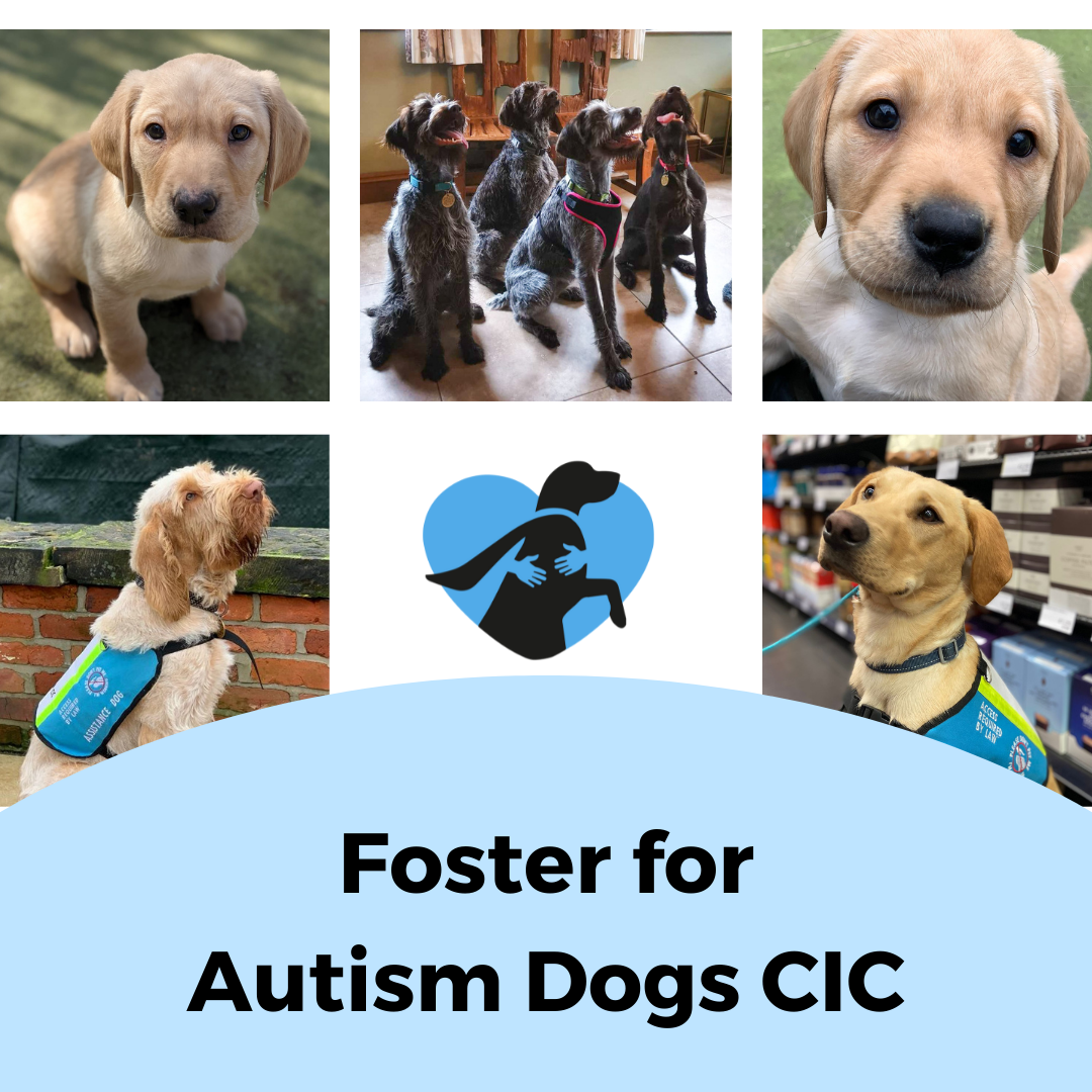 Foster for Autism Dogs Charity! | Autism Dogs CIC