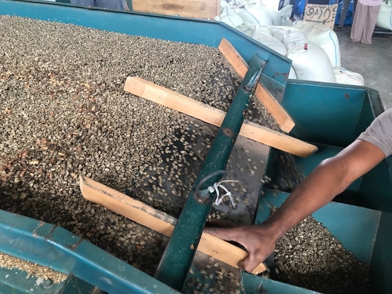 Wet hulled or 'giling basah' coffee processing explained