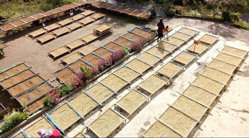 Wet hulled or 'giling basah' coffee processing explained