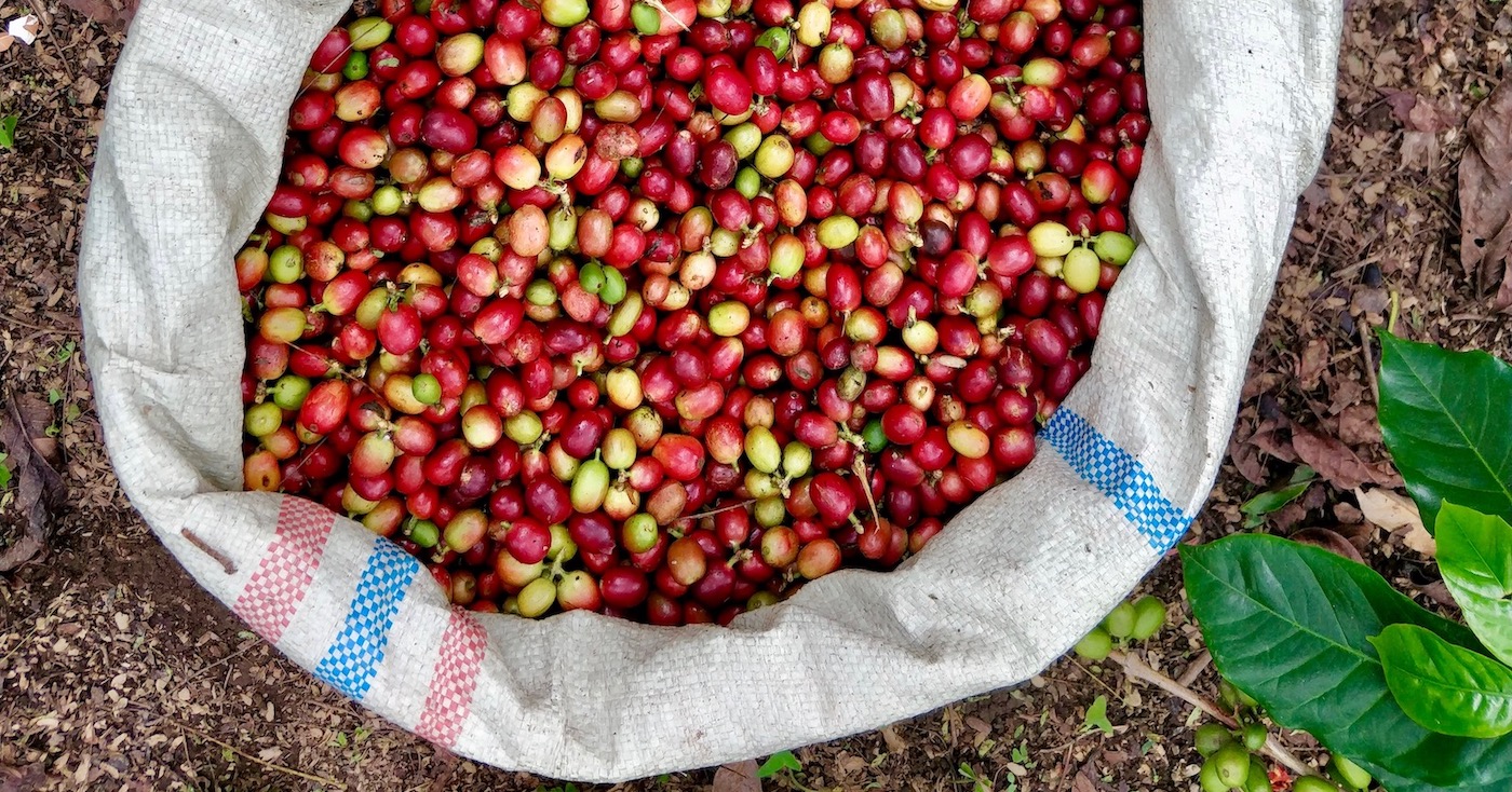 Wet hulled or 'giling basah' coffee processing explained
