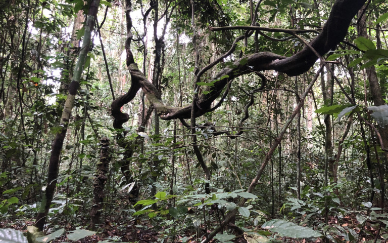 Getting to know the rainforest - in extreme detail.