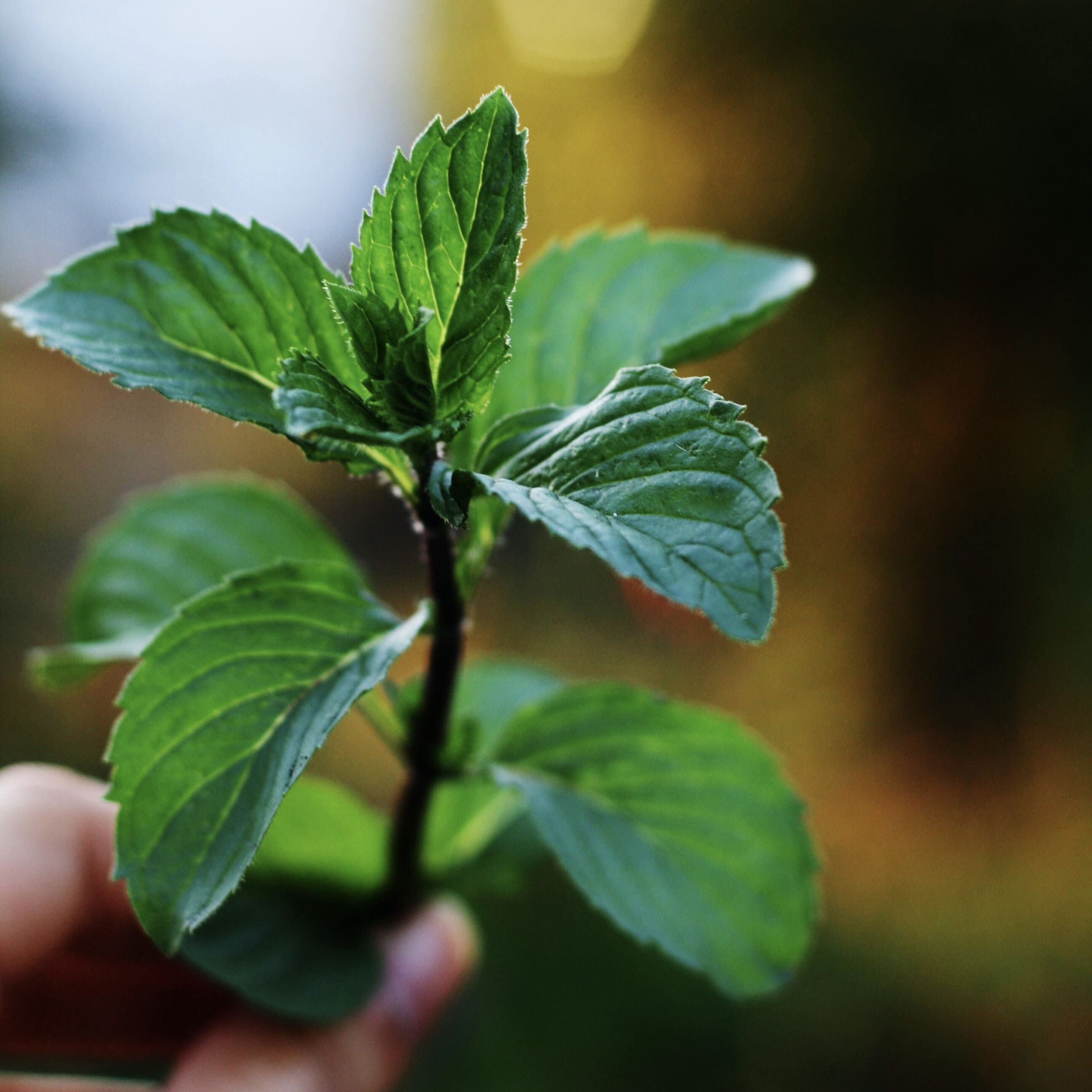 63aad5e7d4e30ceb9cc5093c_thumbnail peppermint.jpg