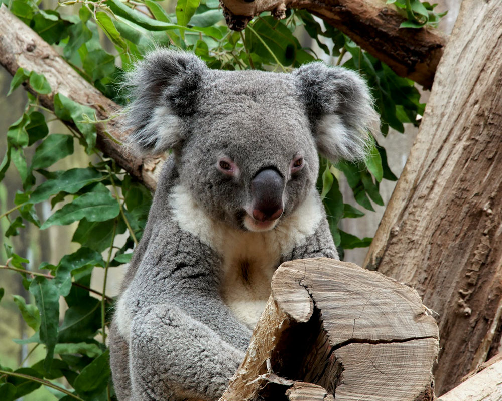 Liv Casben - Communications Specialist