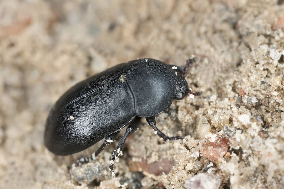 Herken met welk plaagdier u te maken heeft | ten Dijk