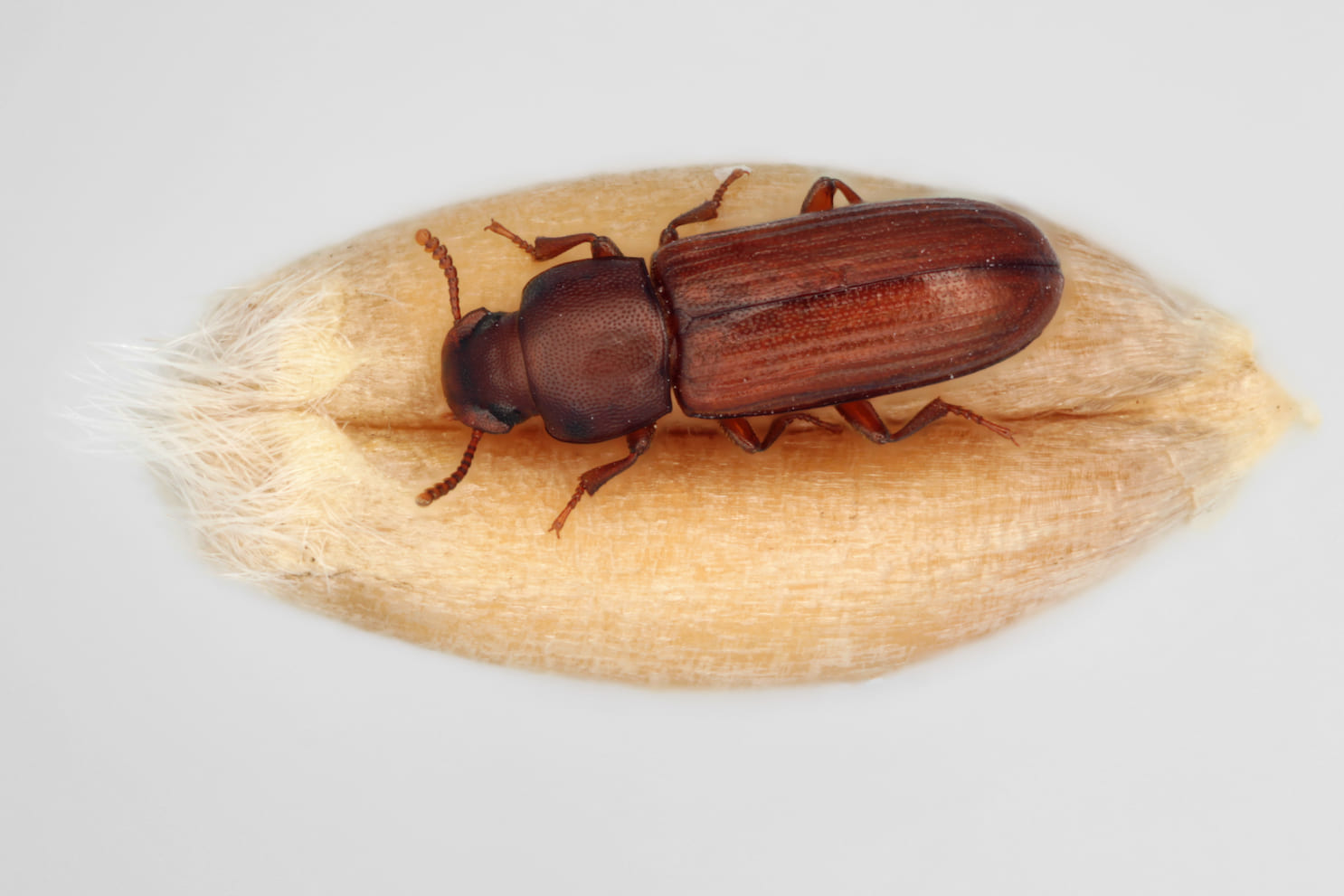 Herken met welk plaagdier u te maken heeft | ten Dijk