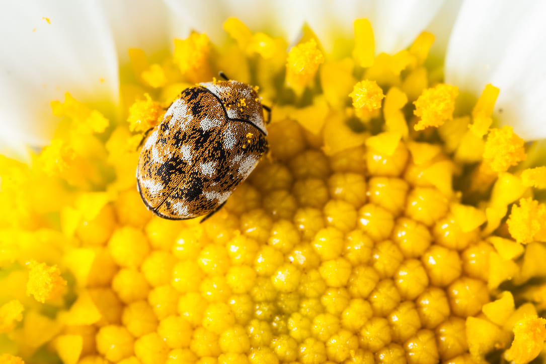 Herken met welk plaagdier u te maken heeft | ten Dijk