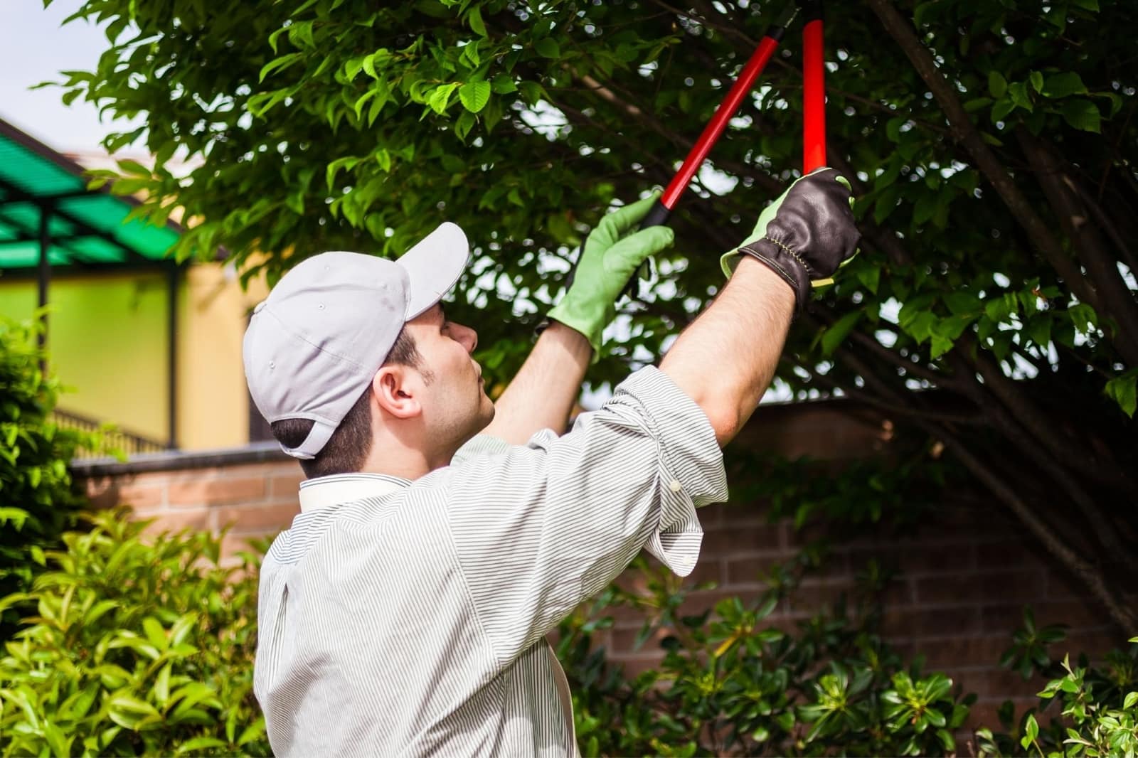 All Green Lawn Care | Fertilizer, Pest Control & Tree Care